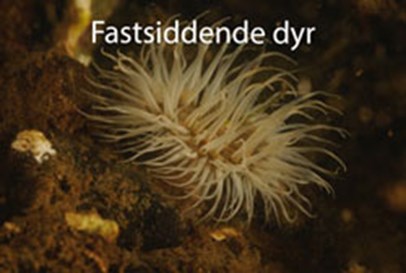 Stenrev - Center for Marin Naturgenopretning